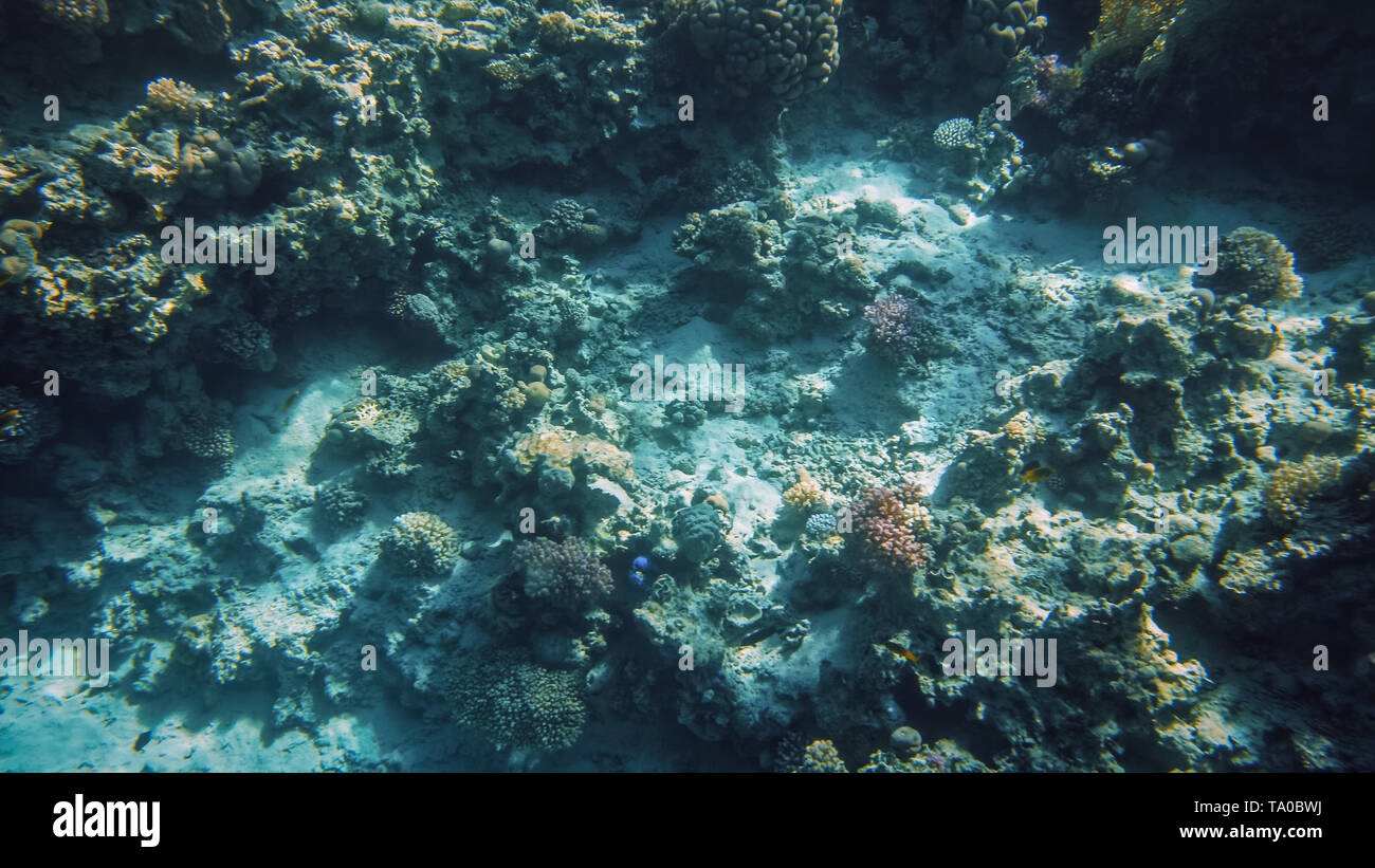 Amazing underwater shot of sandy sea bottom with growing colorful coral ...