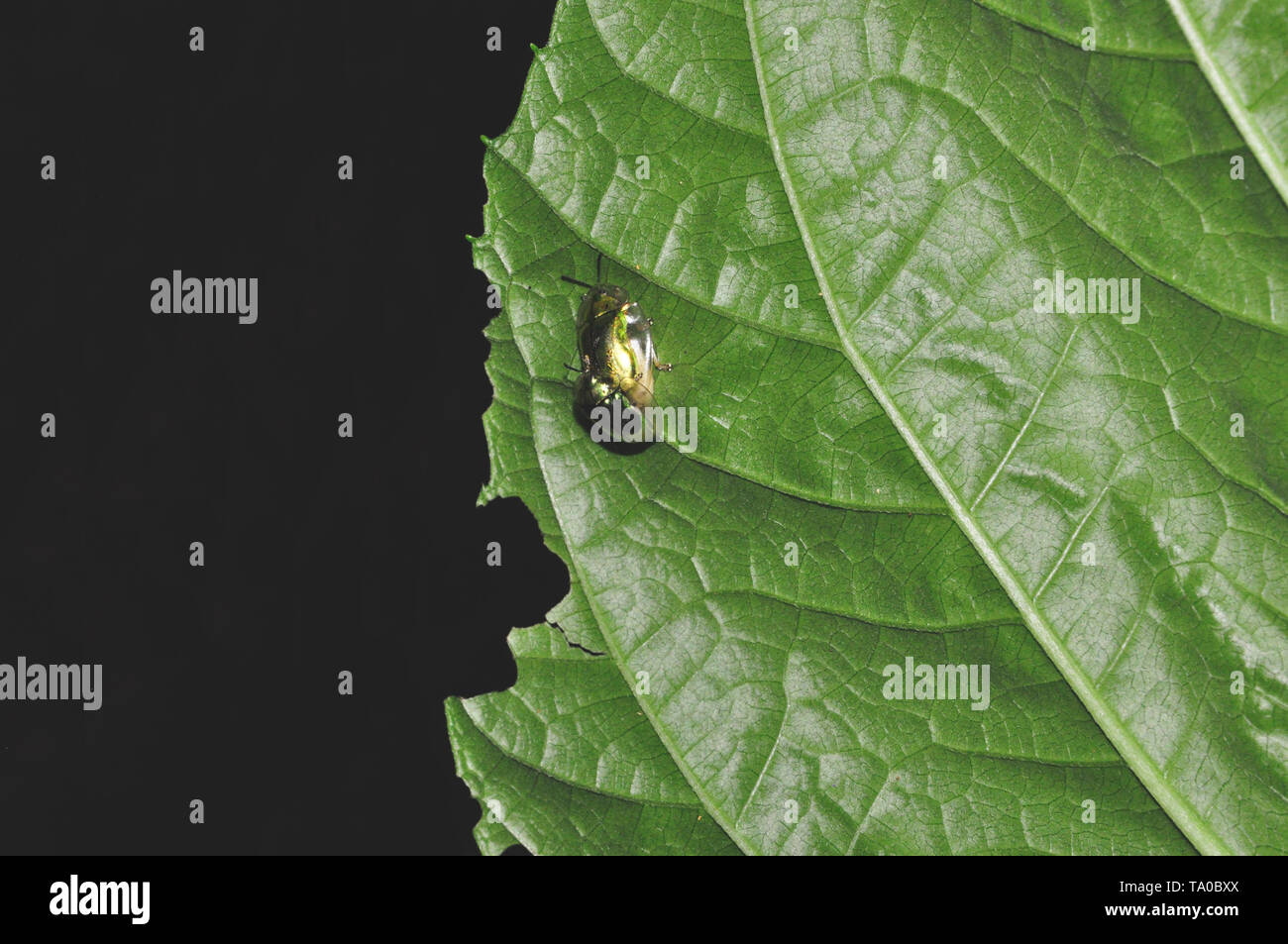 Insects on leaves hi-res stock photography and images - Alamy