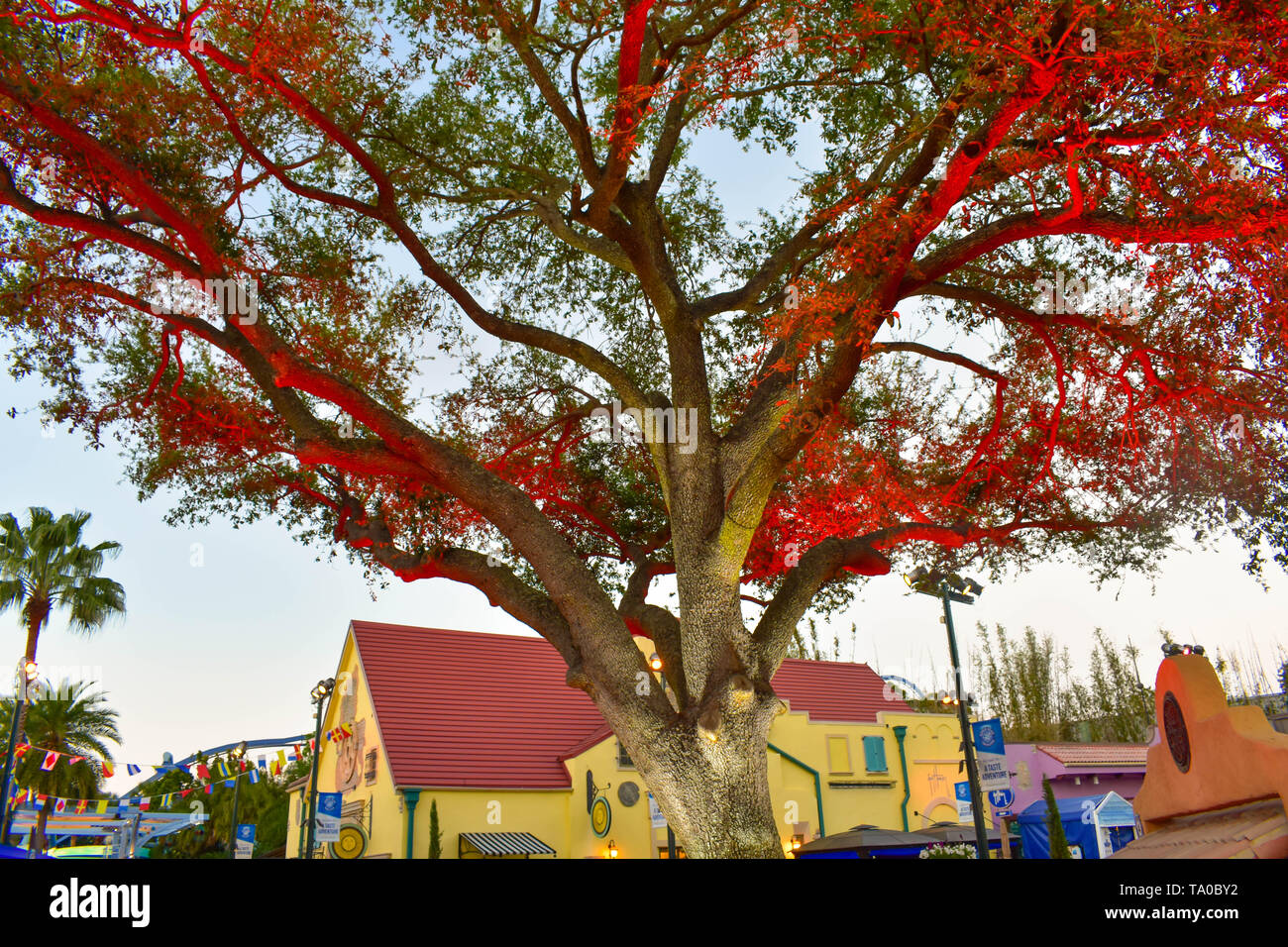 Orlando, Florida . February 26, 2019. Colorful tree in waterfront area ...