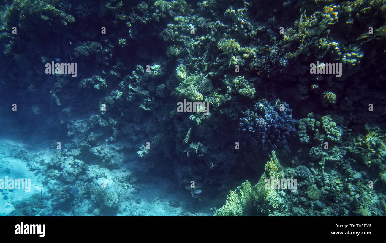 Amazing underwater shot of sandy sea bottom with growing colorful coral ...
