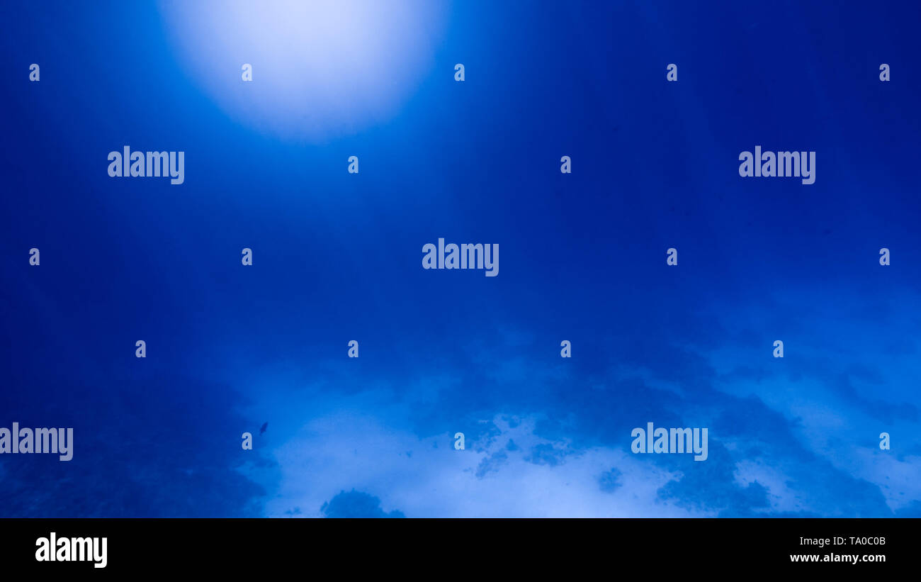 Beautiful underwater seascape of coral reef and sea bottom at the Red ...