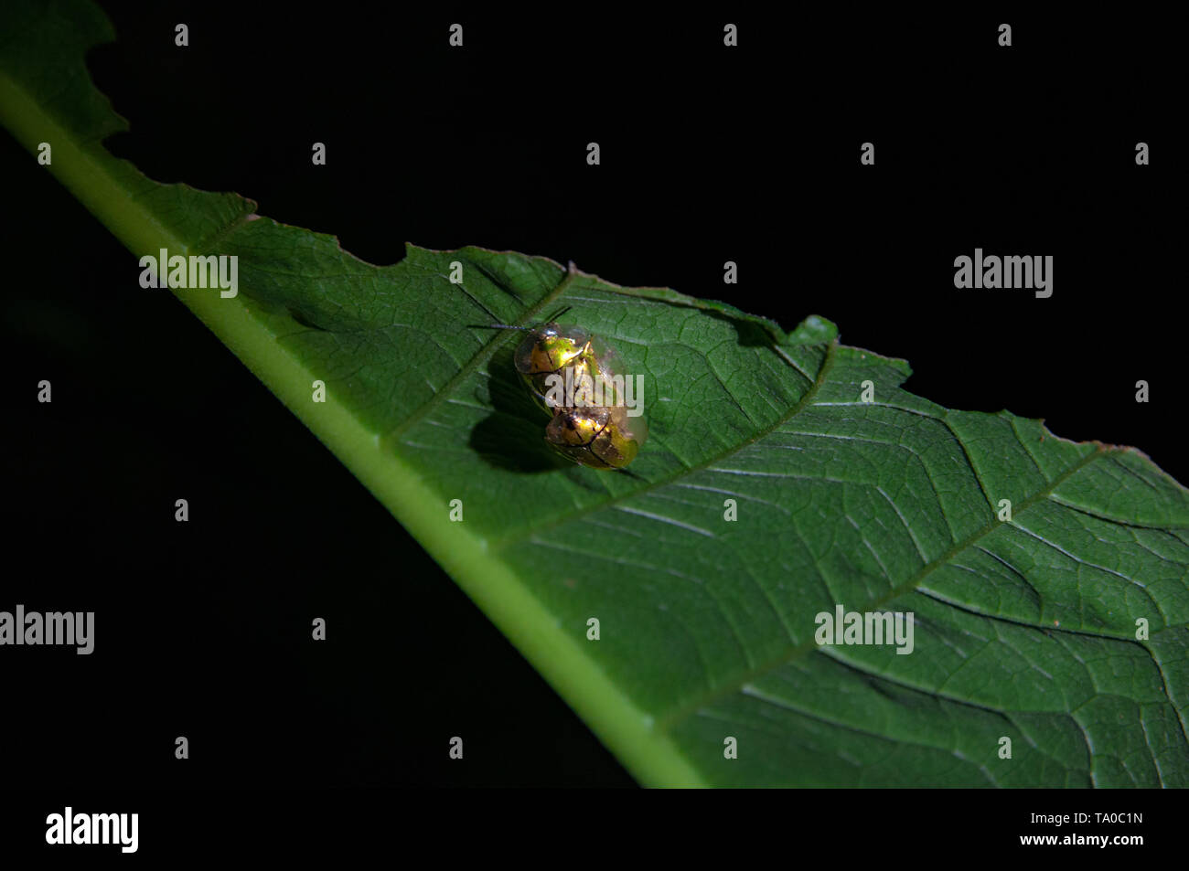 Insects on leaves hi-res stock photography and images - Alamy
