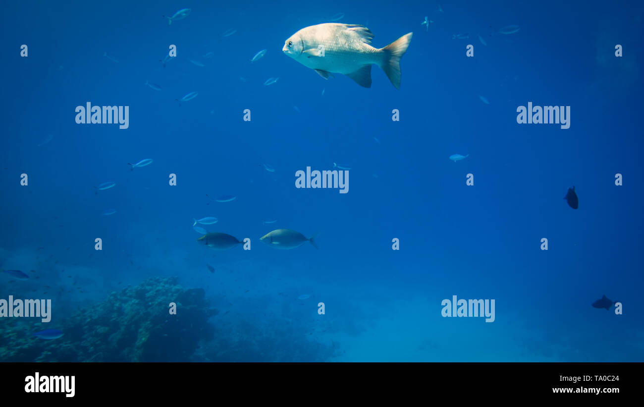 Beautiful underwater photo of lots of colorful tropical fishes swimming ...