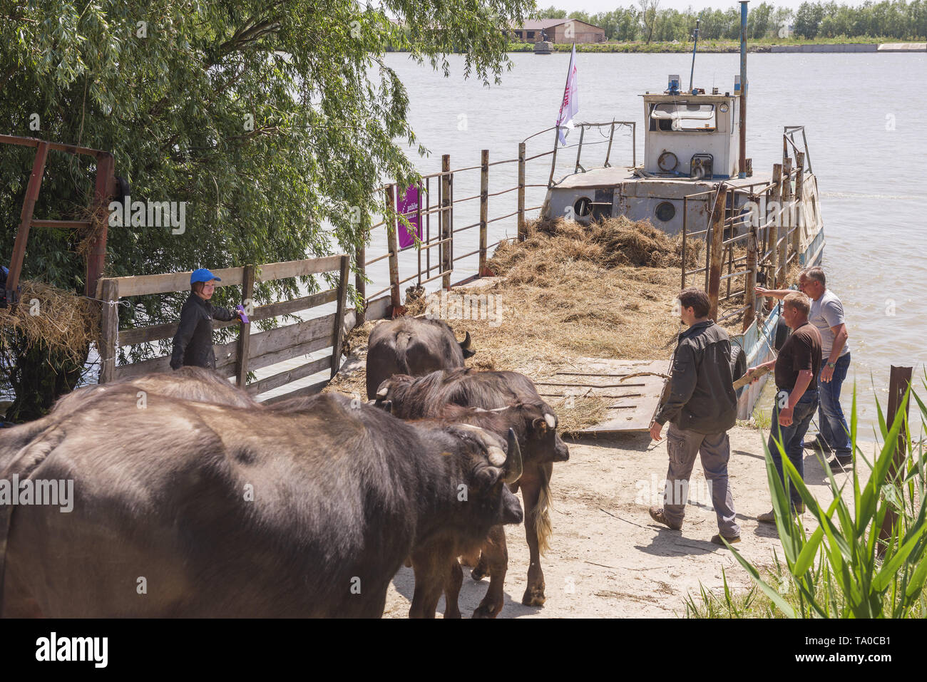 The Herd Of 7 Water Buffaloes Was Released On Ermakov Island In The