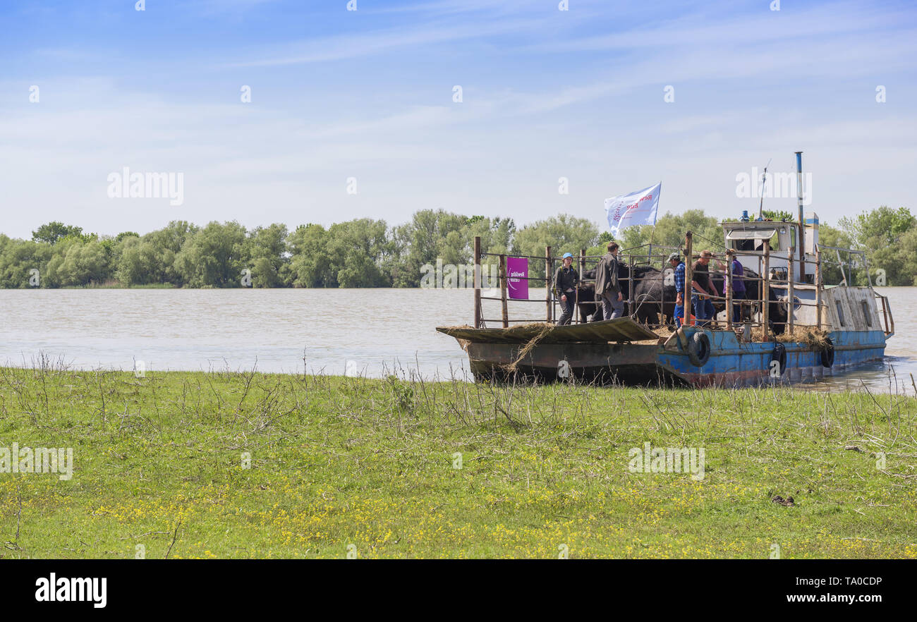 The Herd Of 7 Water Buffaloes Was Released On Ermakov Island In The