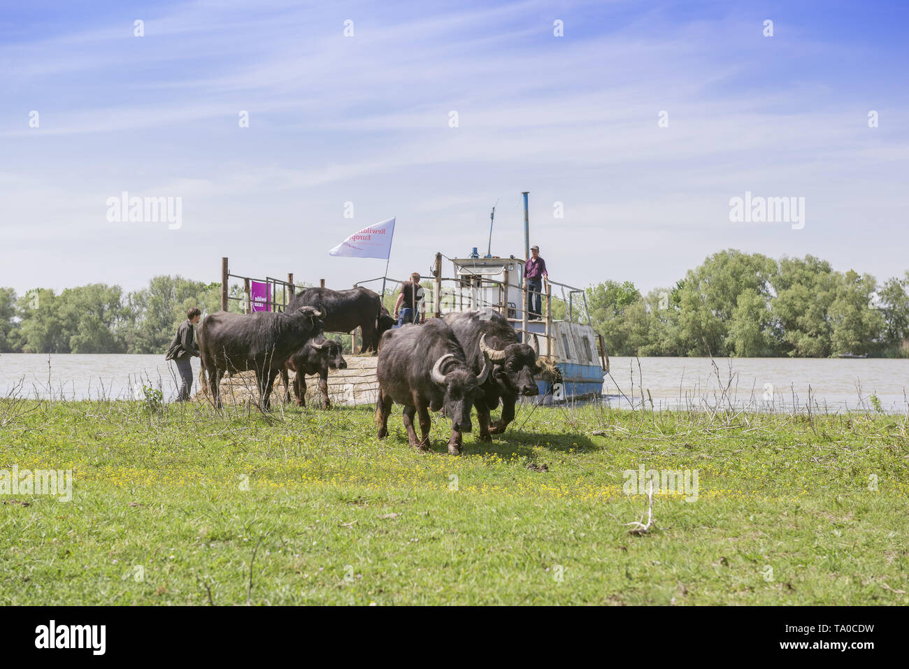 The herd of 7 water buffaloes was released on Ermakov Island in the ...