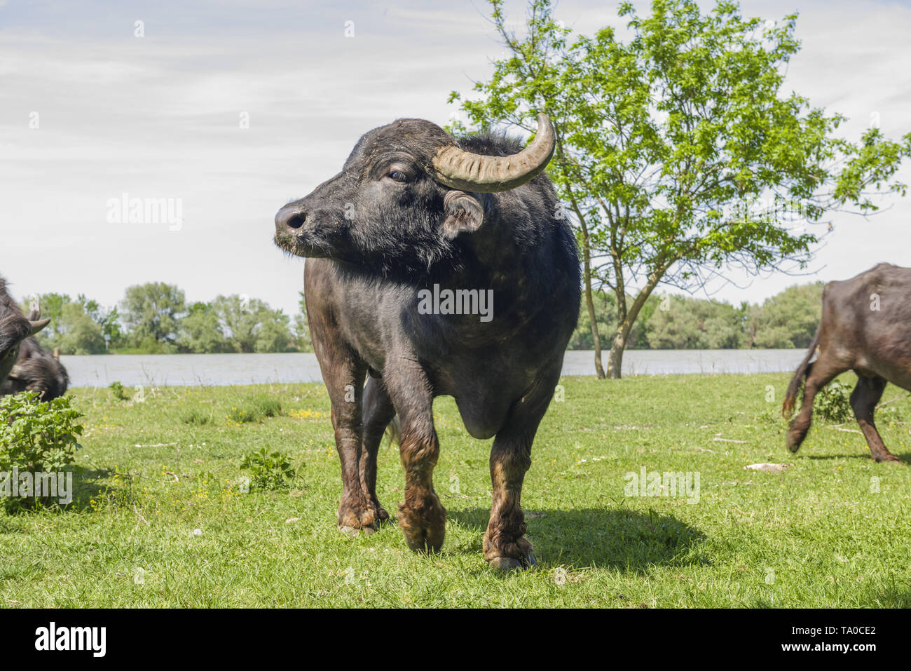 Indian asiatic water buffalo hi-res stock photography and images - Alamy