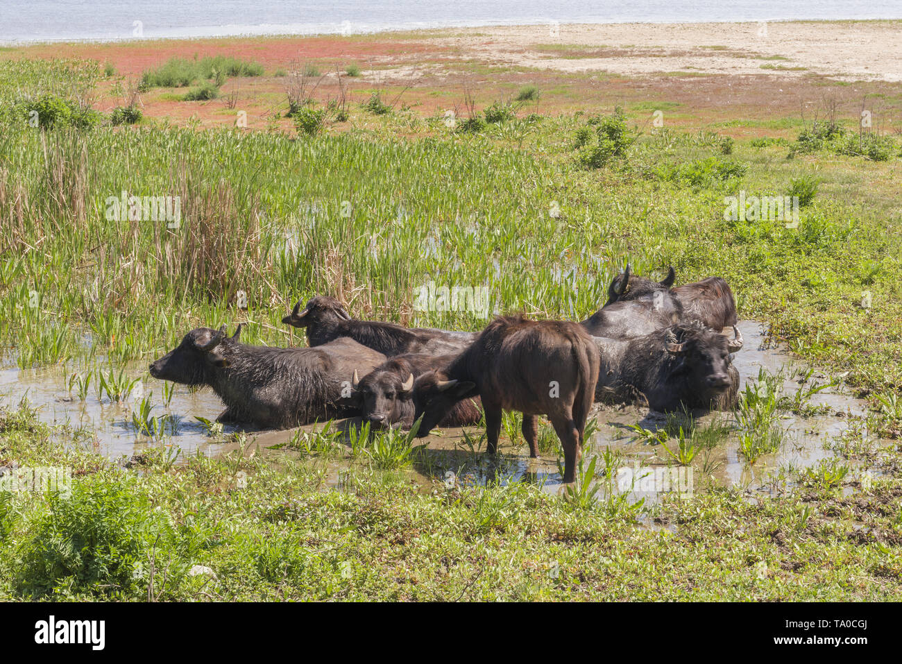 The Herd Of 7 Water Buffaloes Was Released On Ermakov Island In The
