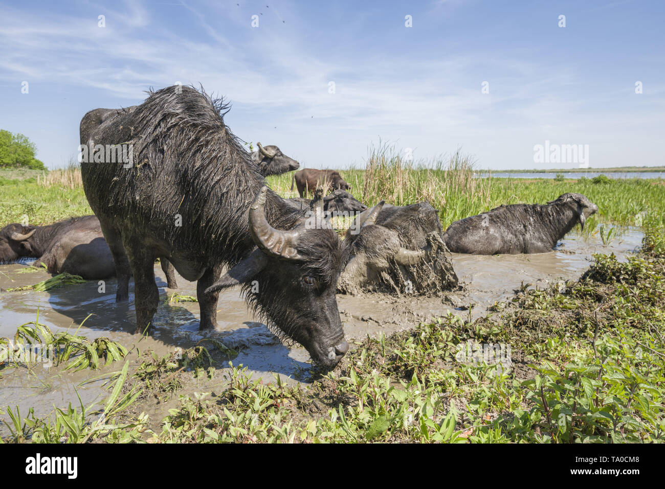 The herd of 7 water buffaloes was released on Ermakov Island in the ...