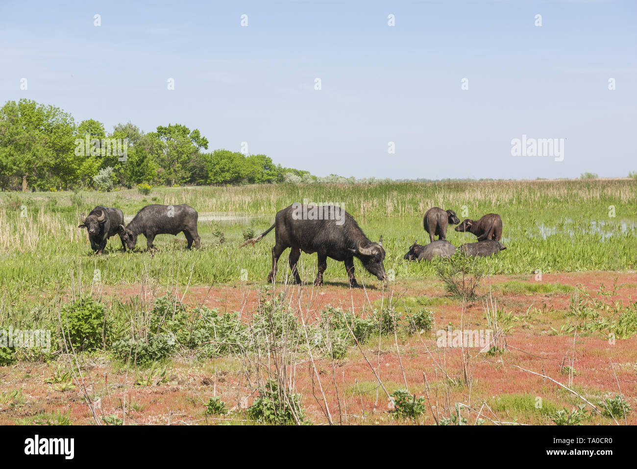 The Herd Of 7 Water Buffaloes Was Released On Ermakov Island In The