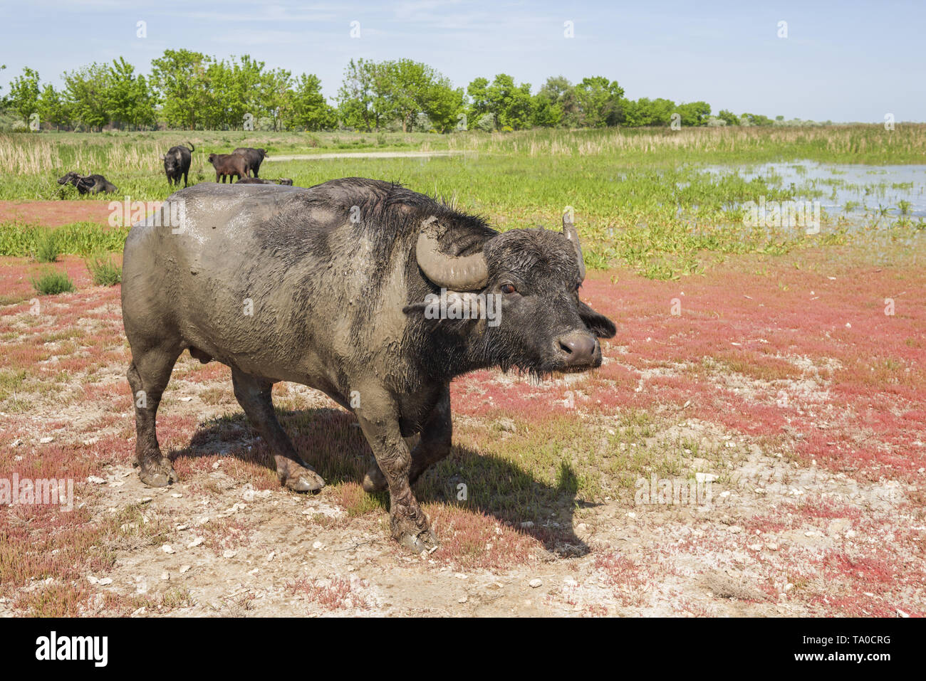 The herd of 7 water buffaloes was released on Ermakov Island in the ...