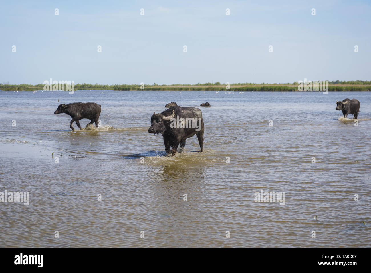 The Herd Of 7 Water Buffaloes Was Released On Ermakov Island In The