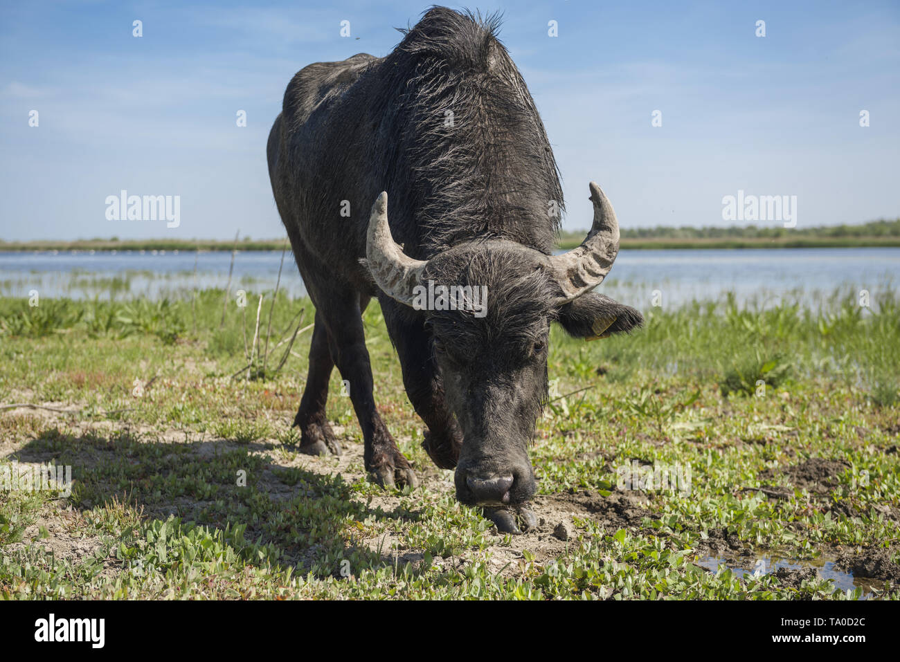 The herd of 7 water buffaloes was released on Ermakov Island in the ...