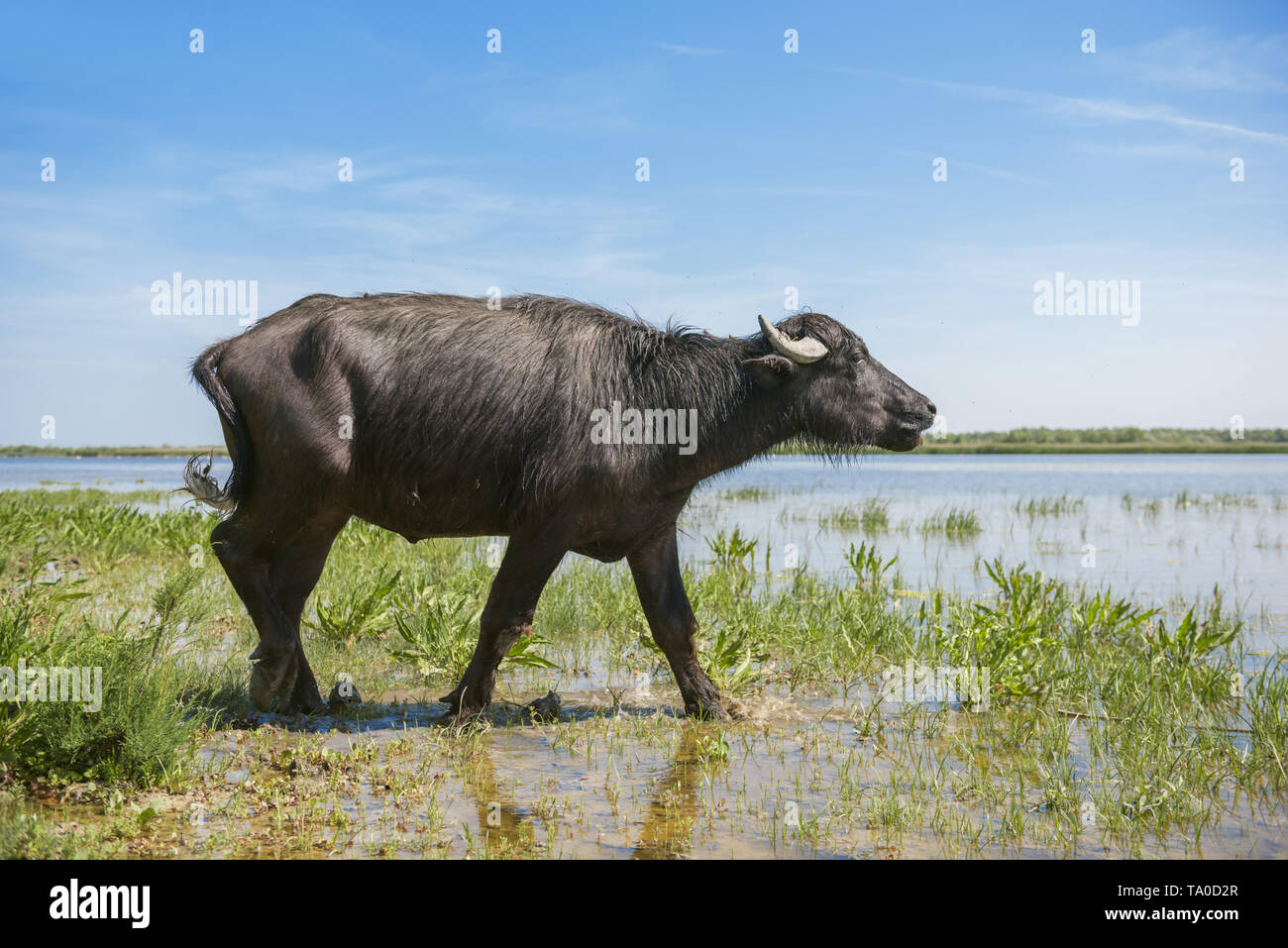 The herd of 7 water buffaloes was released on Ermakov Island in the ...