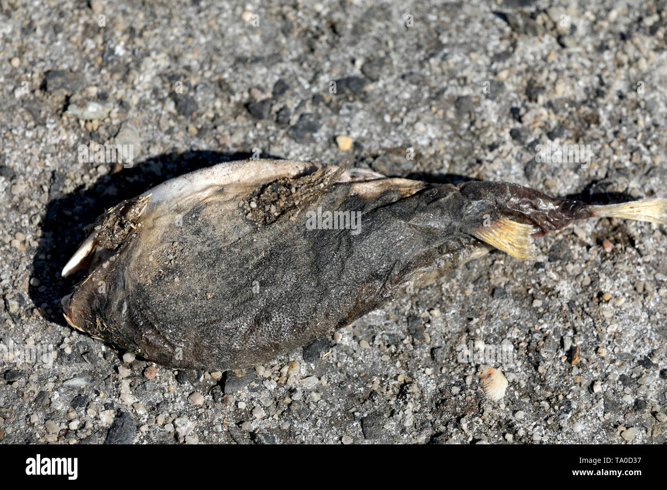 Dead fish Fish head Fish skeleton on the beach Stock Photo - Alamy