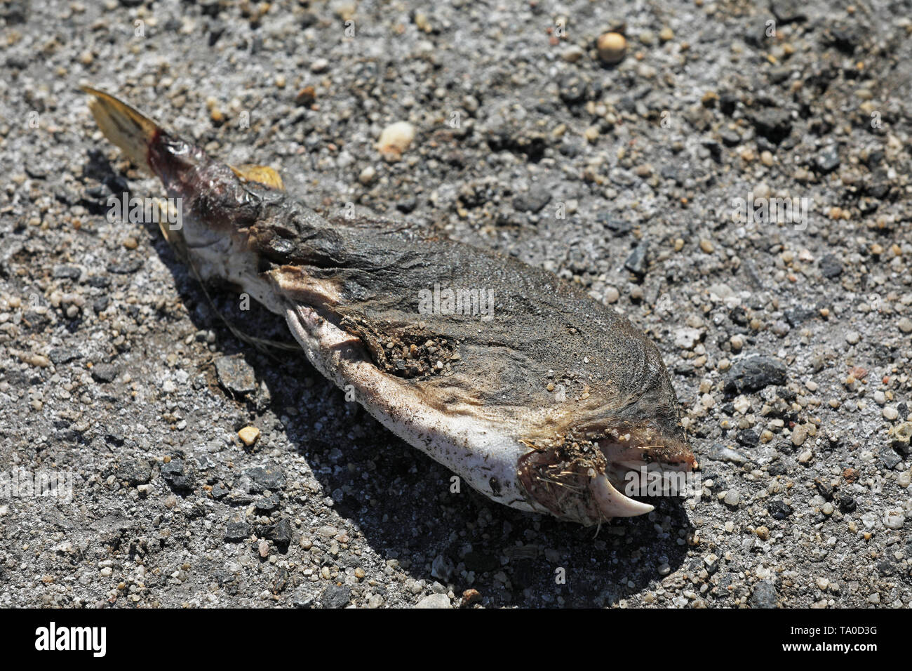 Dead fish Fish head Fish skeleton on the beach Stock Photo - Alamy