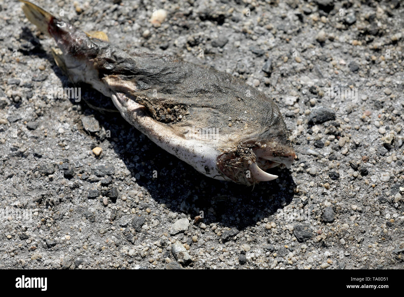 Dead fish Fish head Fish skeleton on the beach Stock Photo - Alamy