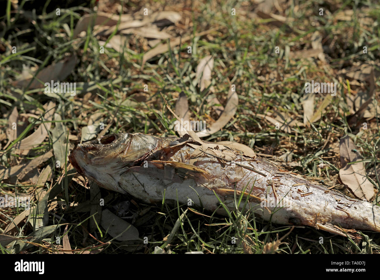 Dead fish Fish head Fish skeleton on the beach Stock Photo - Alamy