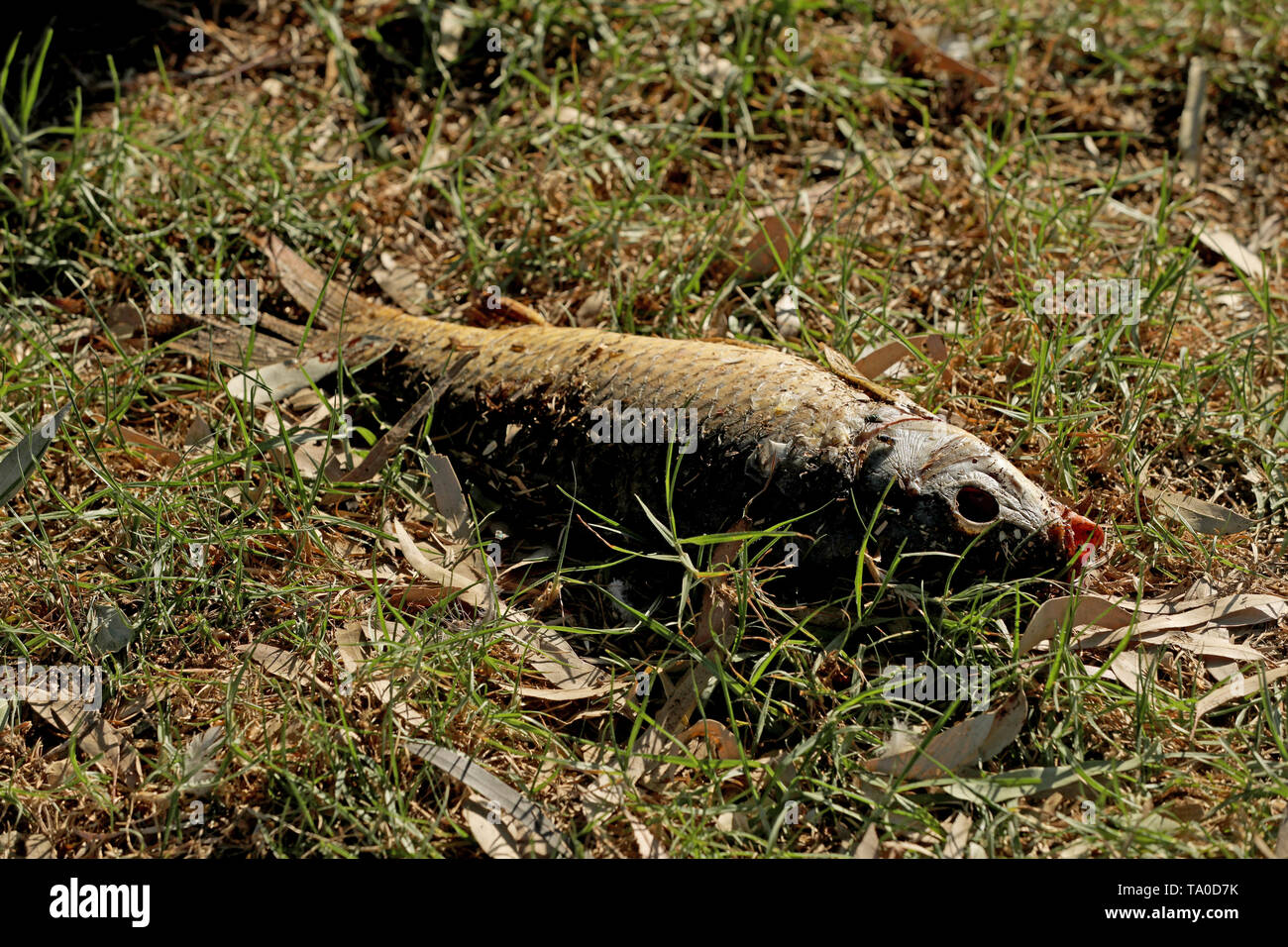 Dead fish Fish head Fish skeleton on the beach Stock Photo - Alamy