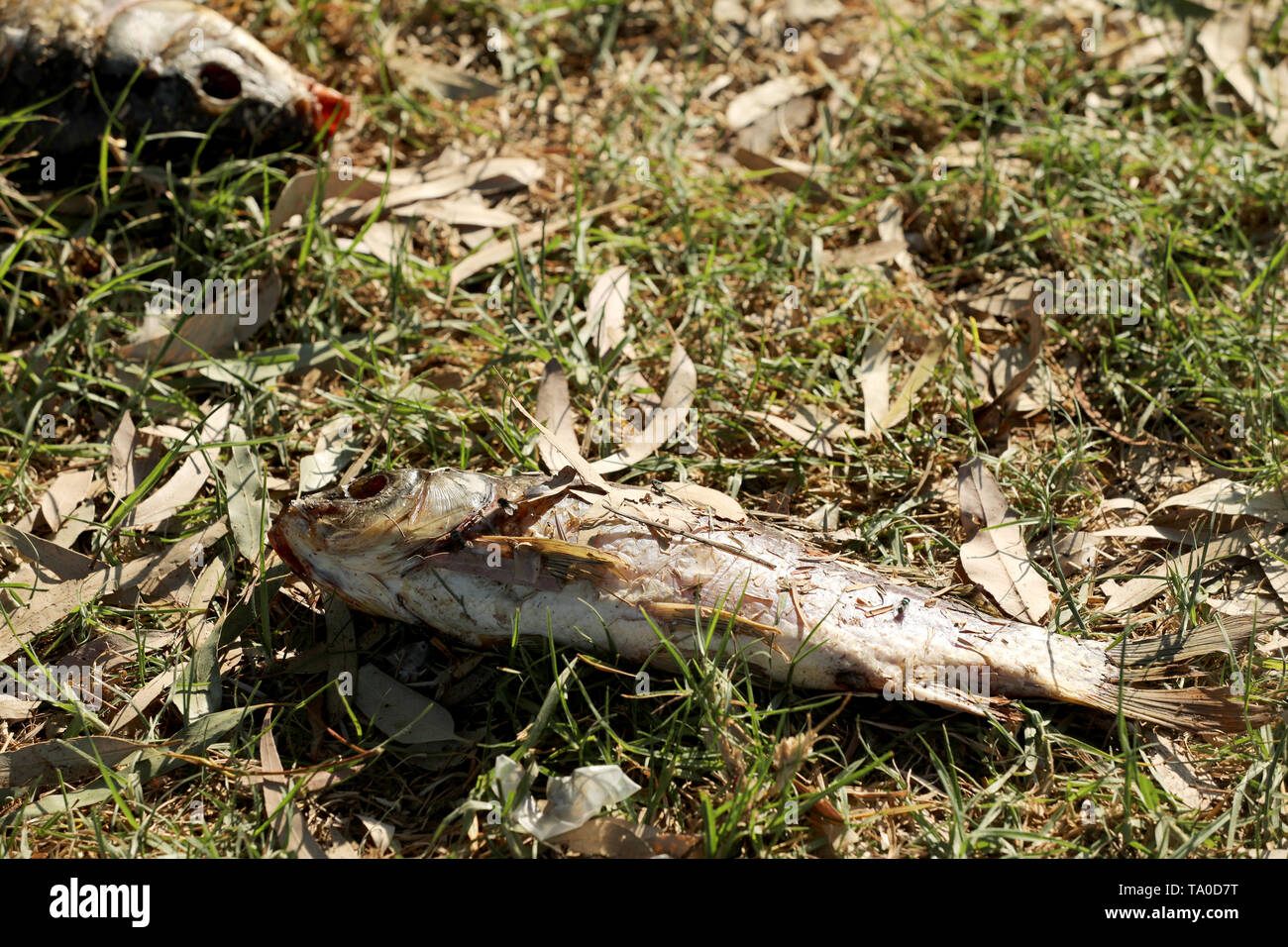 Dead fish Fish head Fish skeleton on the beach Stock Photo - Alamy