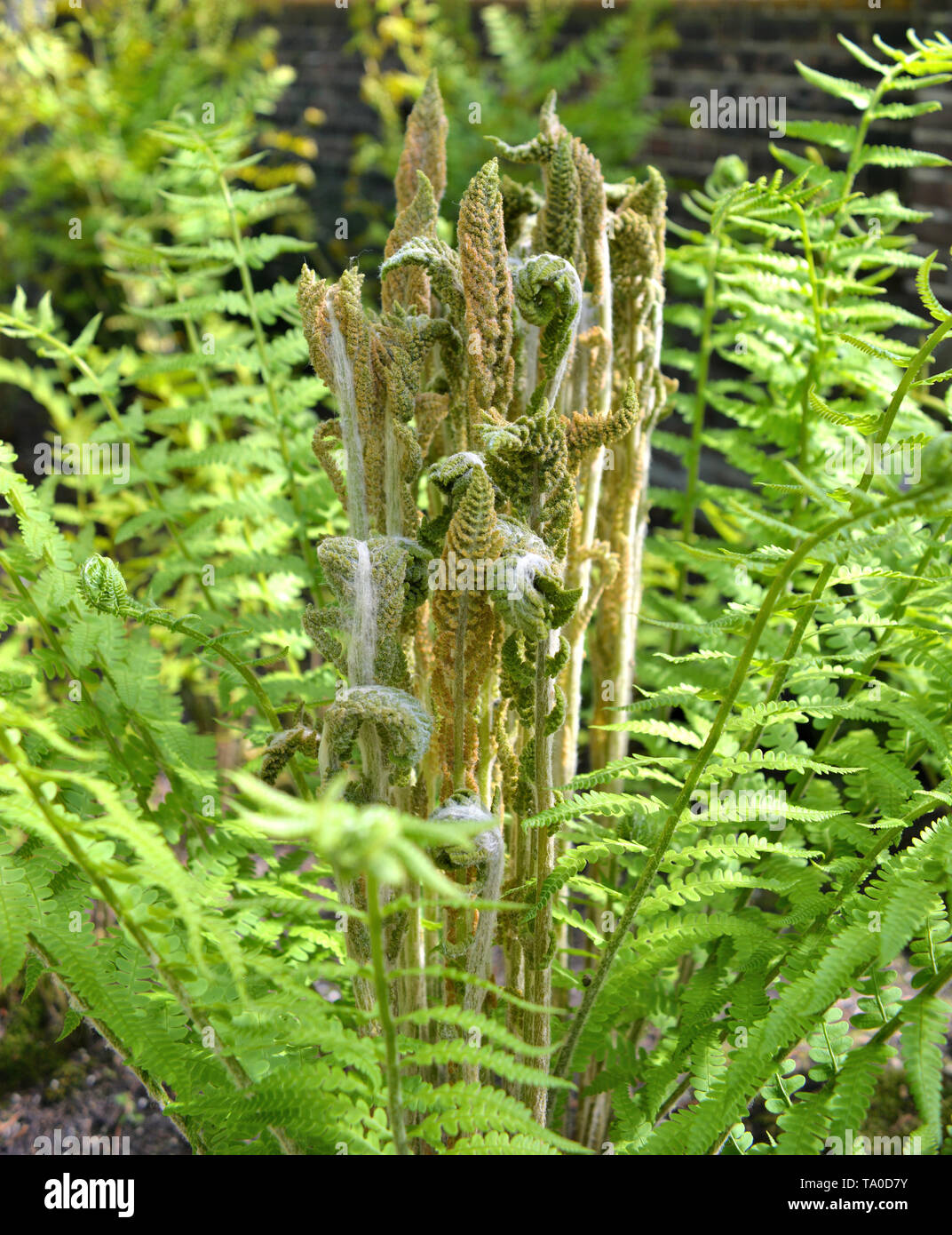 Cinnamon Fern High Resolution Stock Photography and Images - Alamy