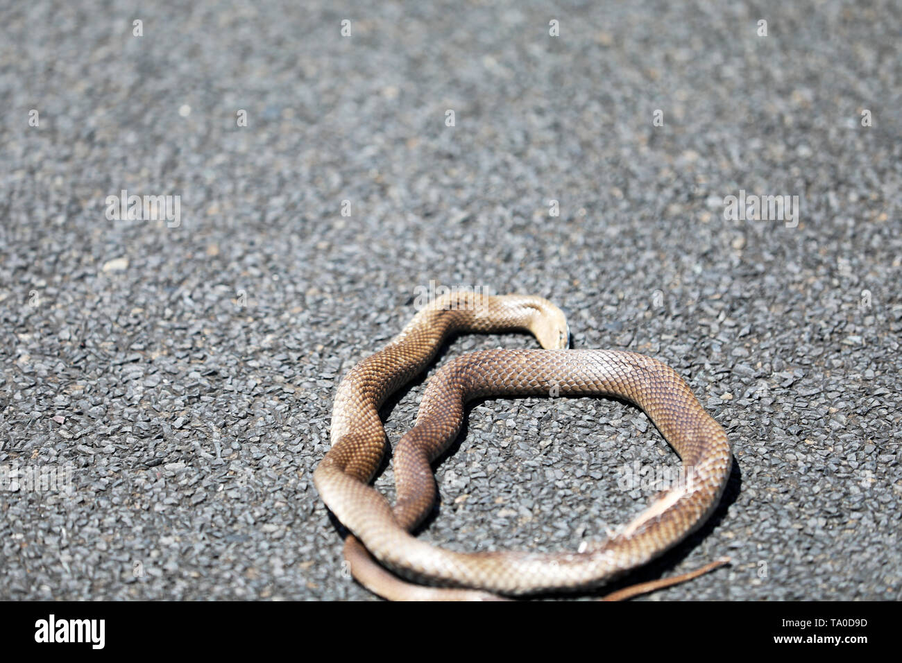 Dead Snake High Resolution Stock Photography and Images - Alamy