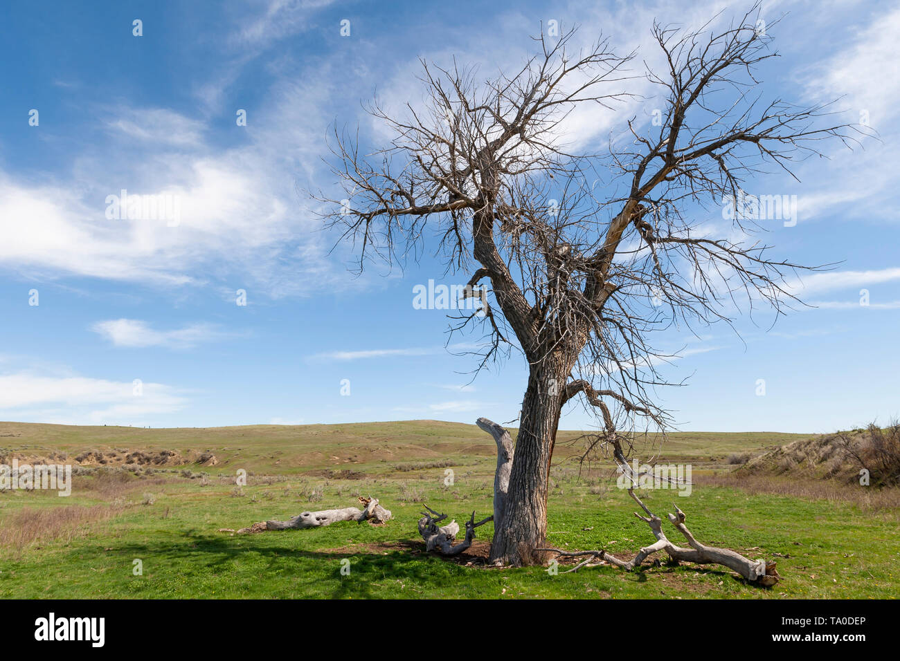 Dead tree on grassy fields on the Prairie in Montana Stock Photo - Alamy