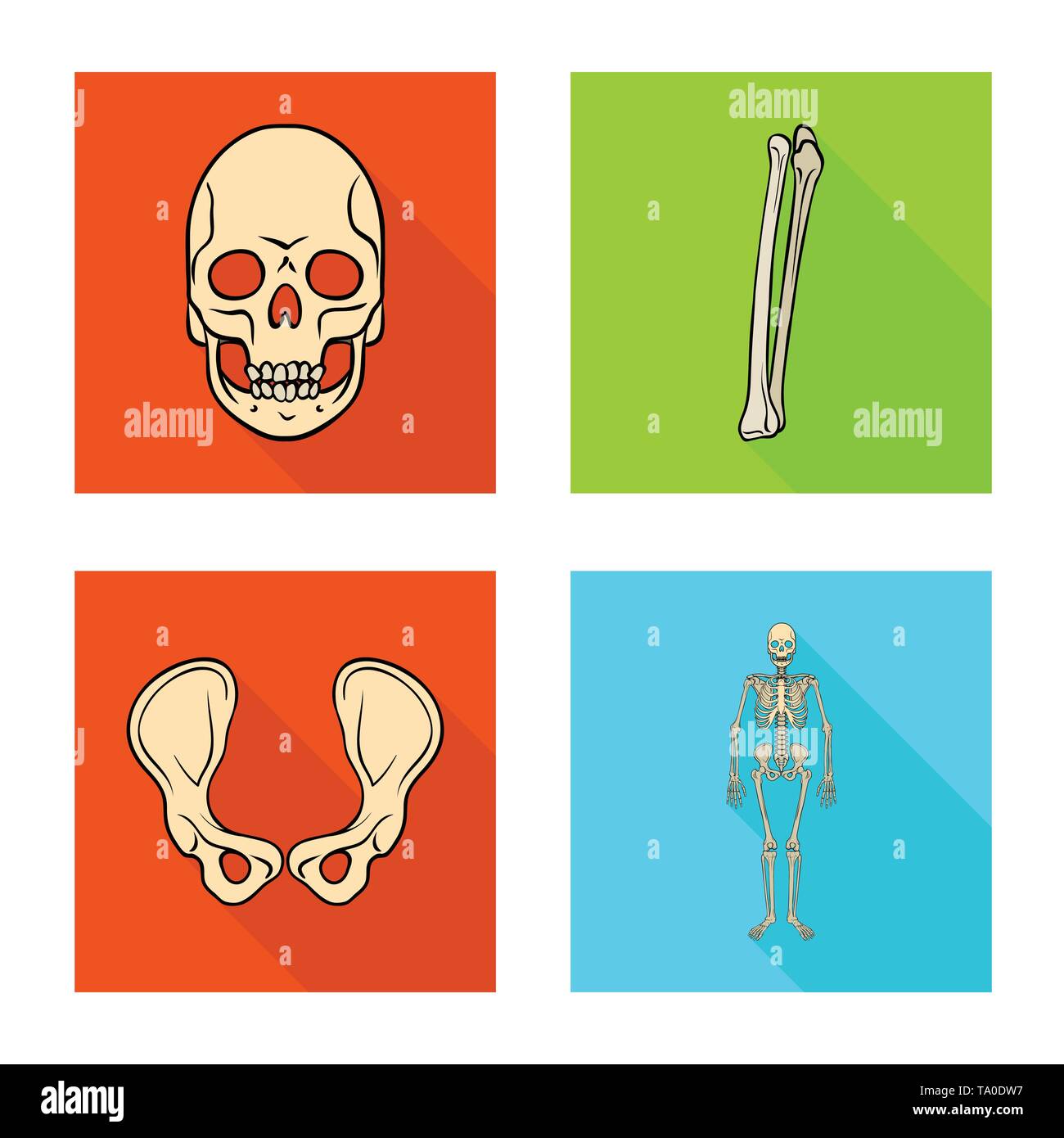 skull,femur,hip,musculoskeletal,death,joint,scientific,hell,calcium ...