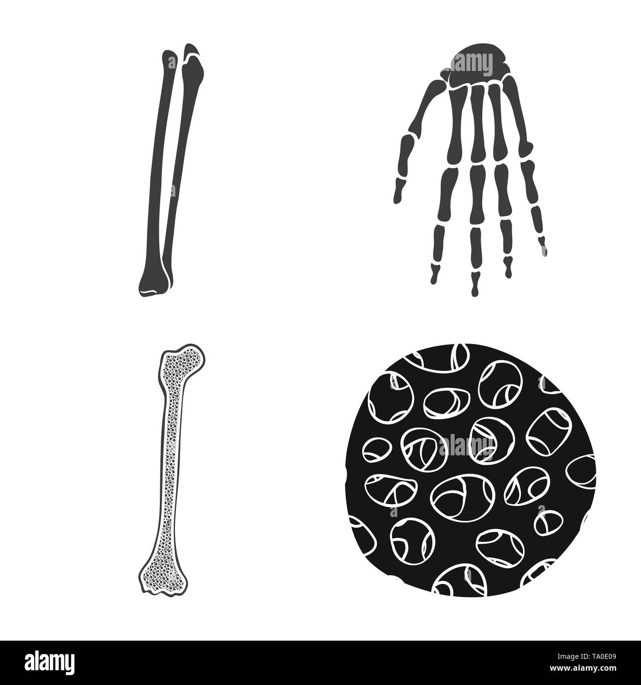 femur,wrist,fiber,hand,bony,healthy,leg,calcium,scientific,knee ...