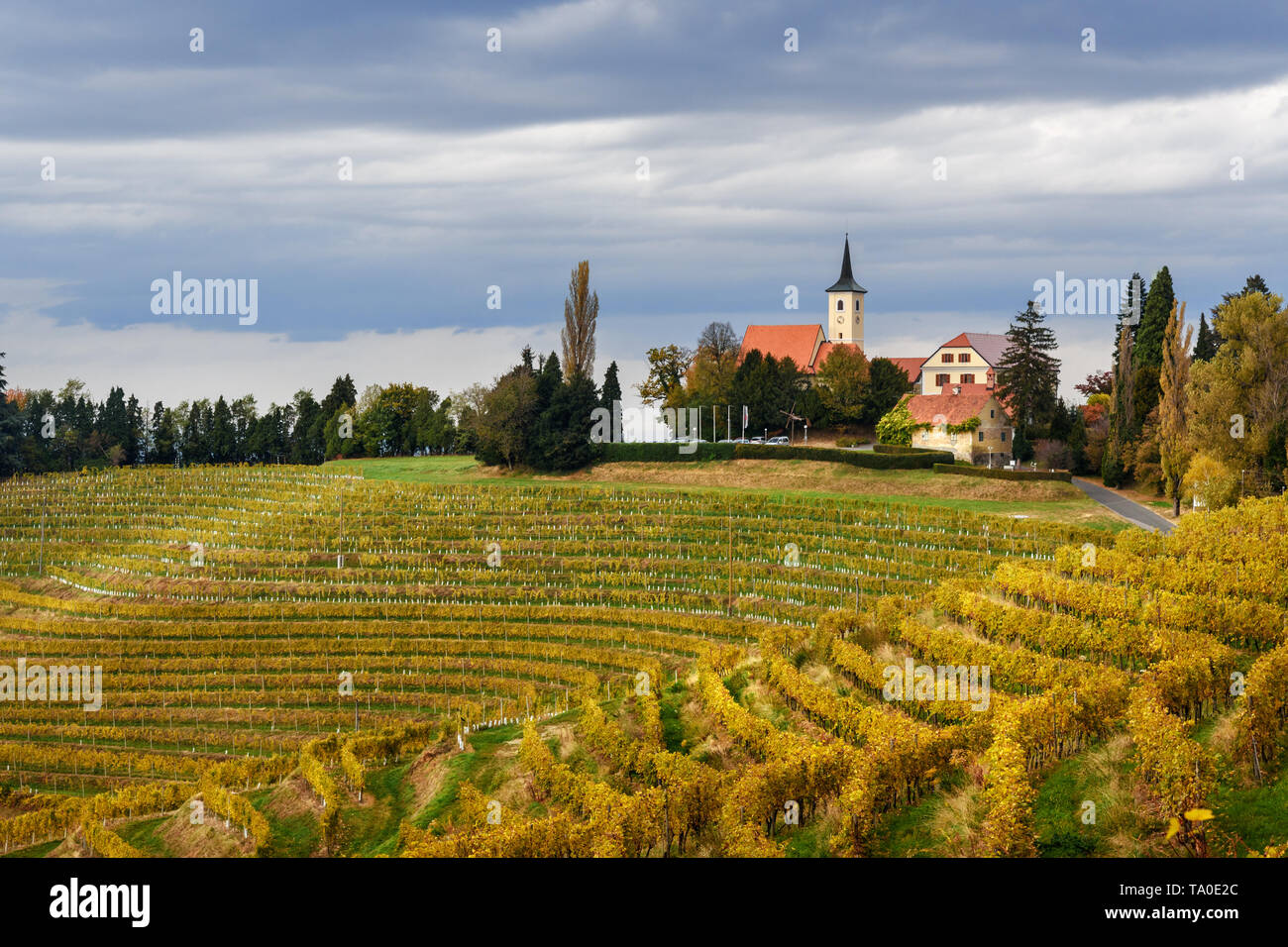 Beautiful vineyards landscape of Jeruzalem on Slovene Hills in Ljutomer ...