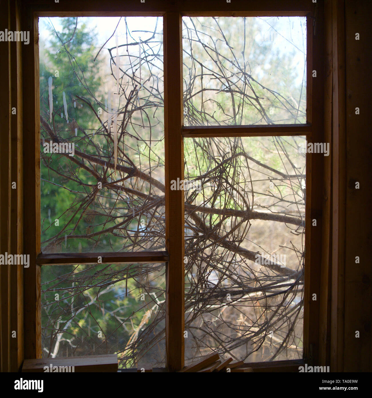 Closeuo of a window and pine tree branches behind, indoor shot Stock ...