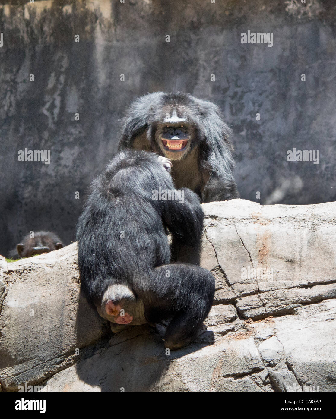 Chimpanzee alpha male exerting dominance over other chimpanzees Stock ...