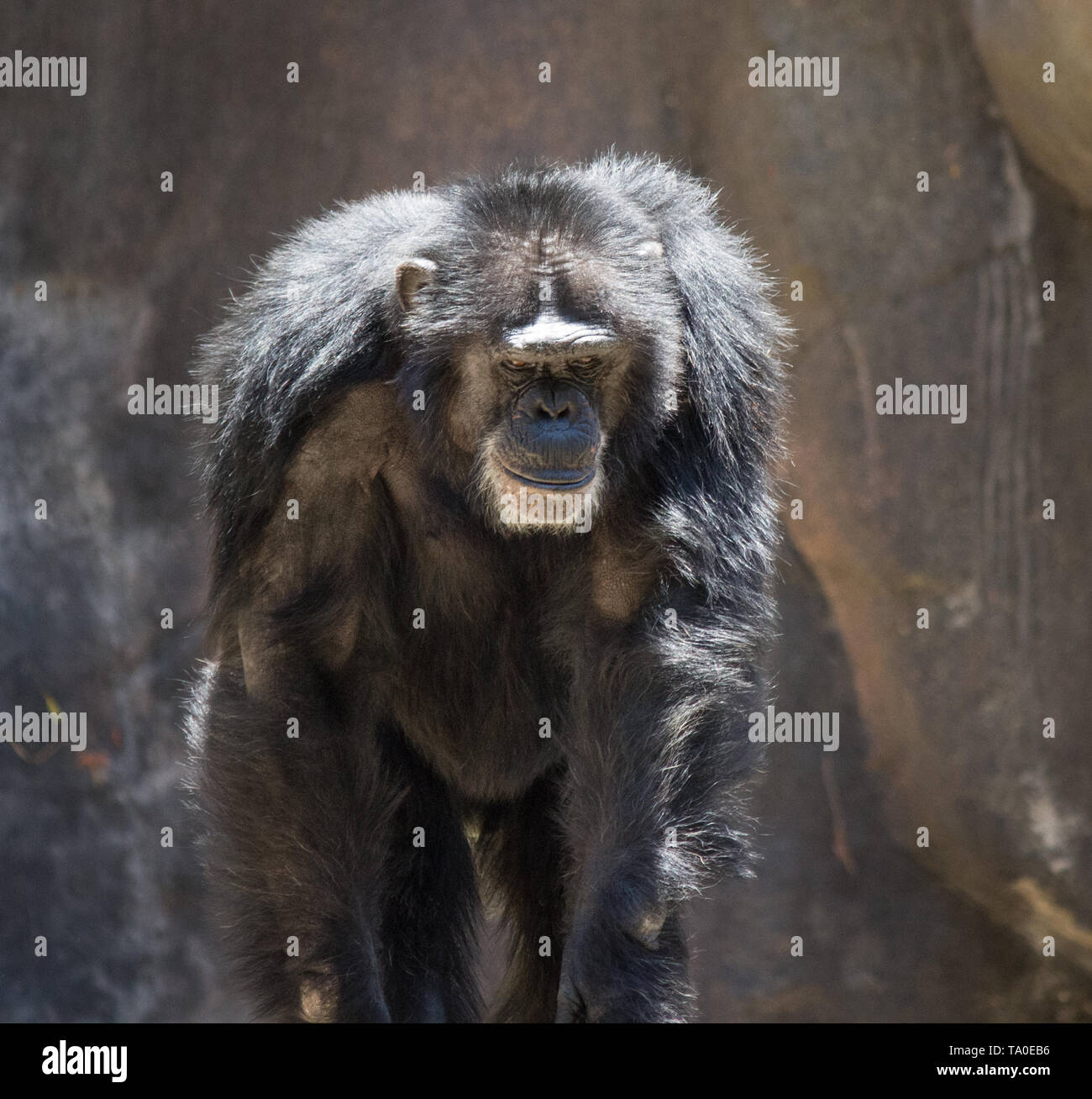 The alpha male chimpanzee Stock Photo - Alamy