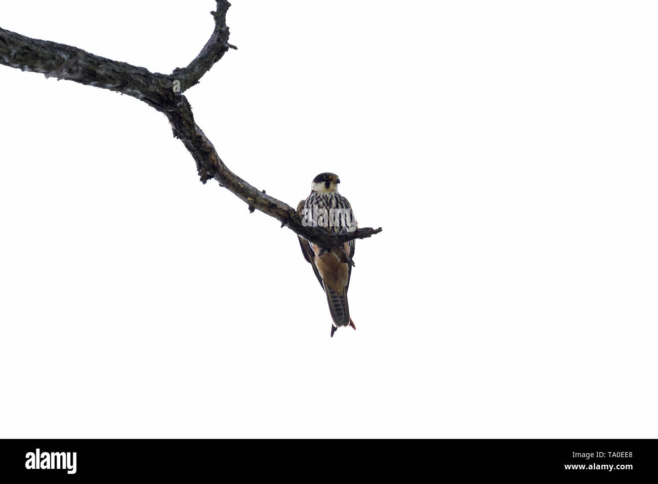 falcon sitting on branch of dry tree isolated on white Stock Photo - Alamy