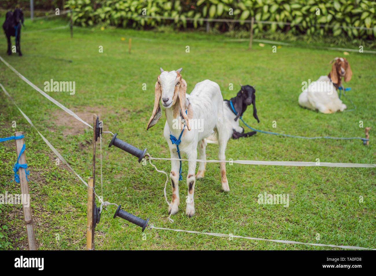 cute white goat with horns standing tall in a goat pen at desa dairy ...