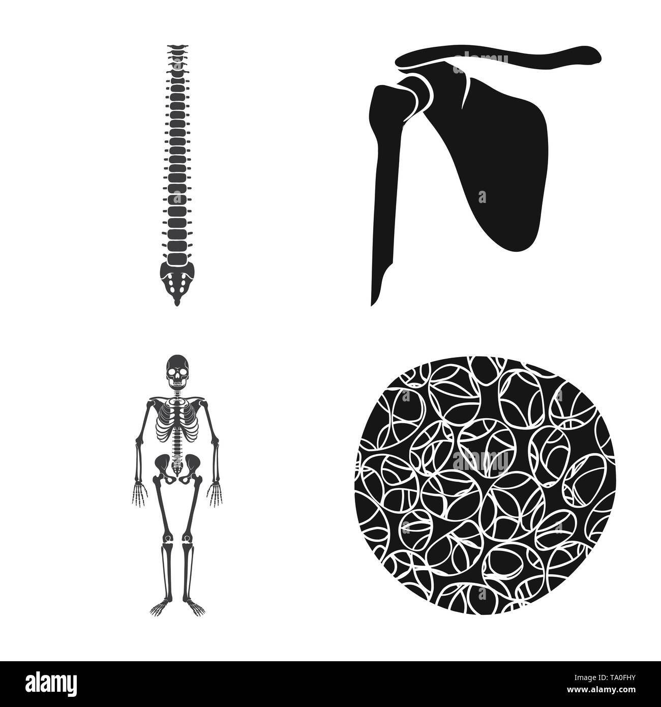 femur,musculoskeletal,osteoporosis,spine,pelvis,scientific,cell ...