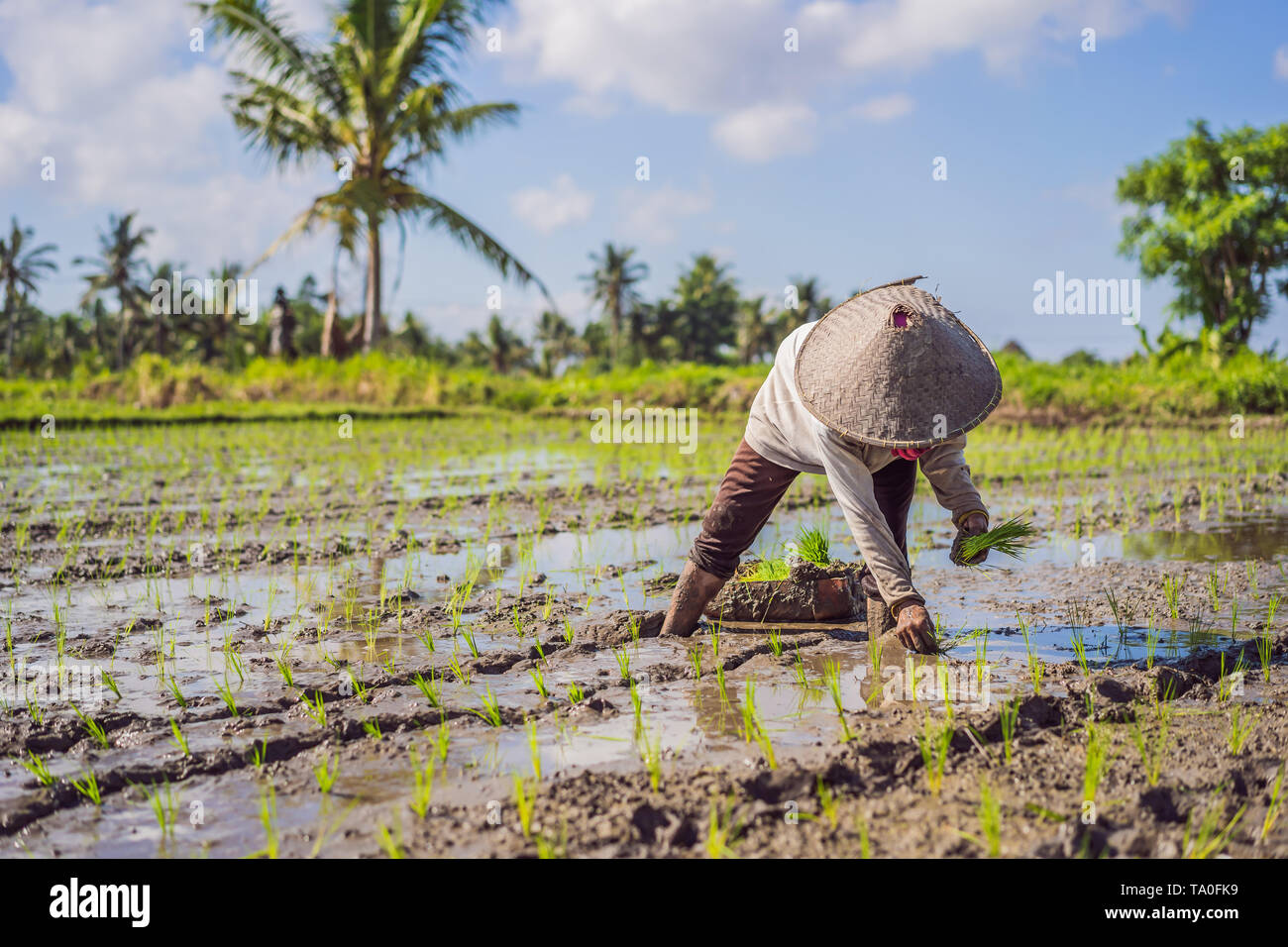 The Farmer planting on the organic paddy rice farmland Stock Photo - Alamy