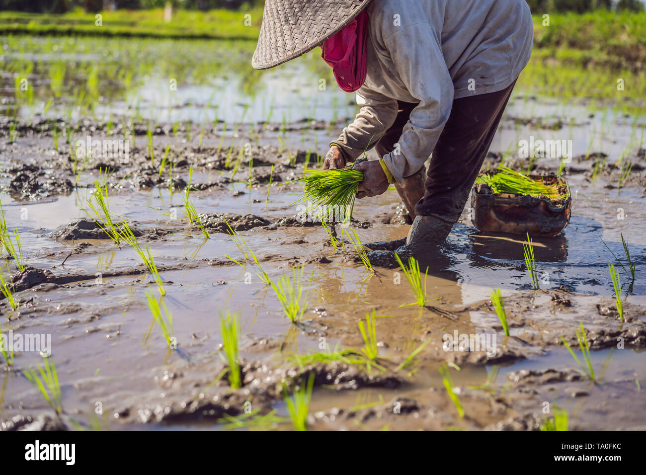 The Farmer planting on the organic paddy rice farmland Stock Photo - Alamy