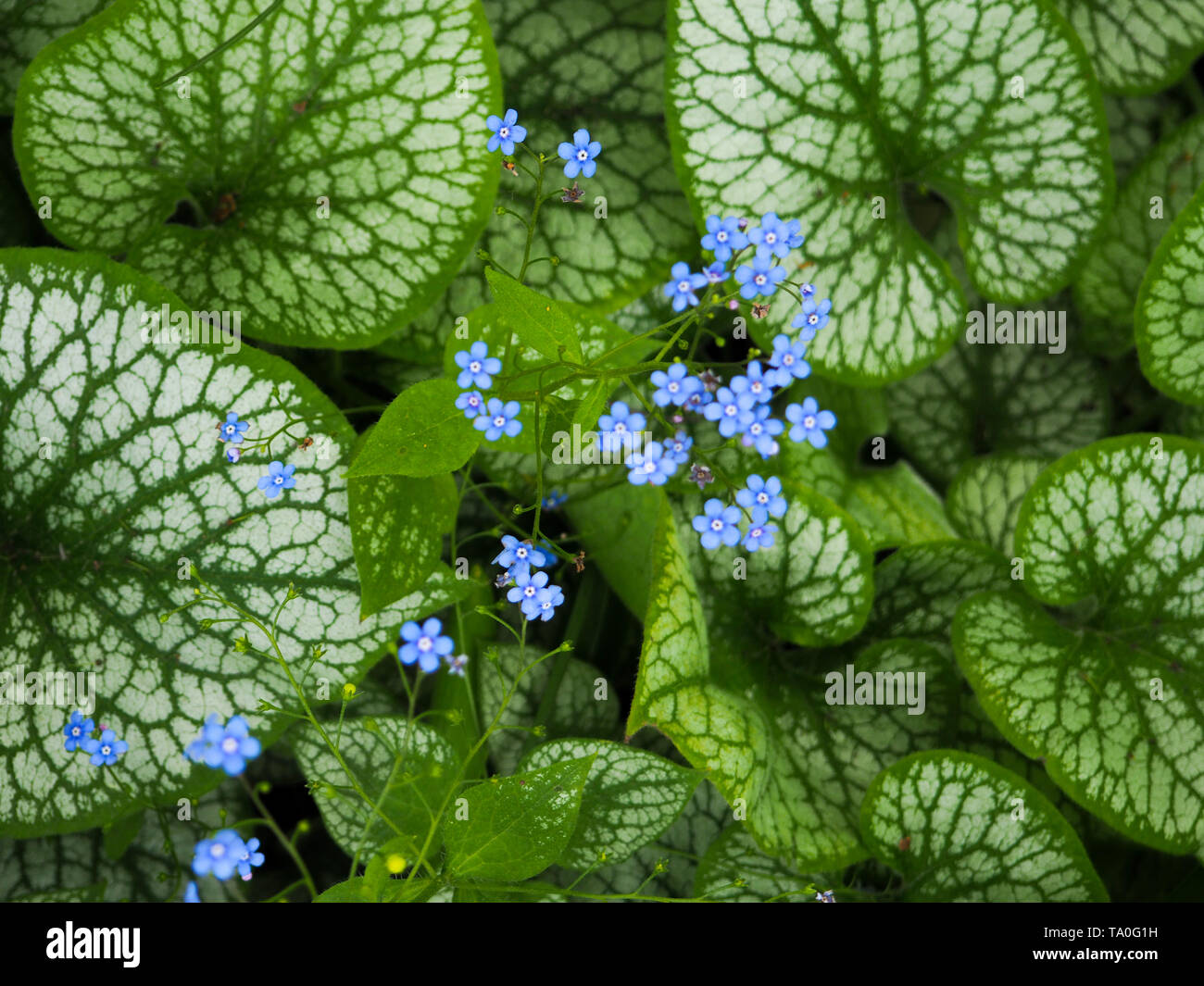 Nature background layout made hi-res stock photography and images - Alamy