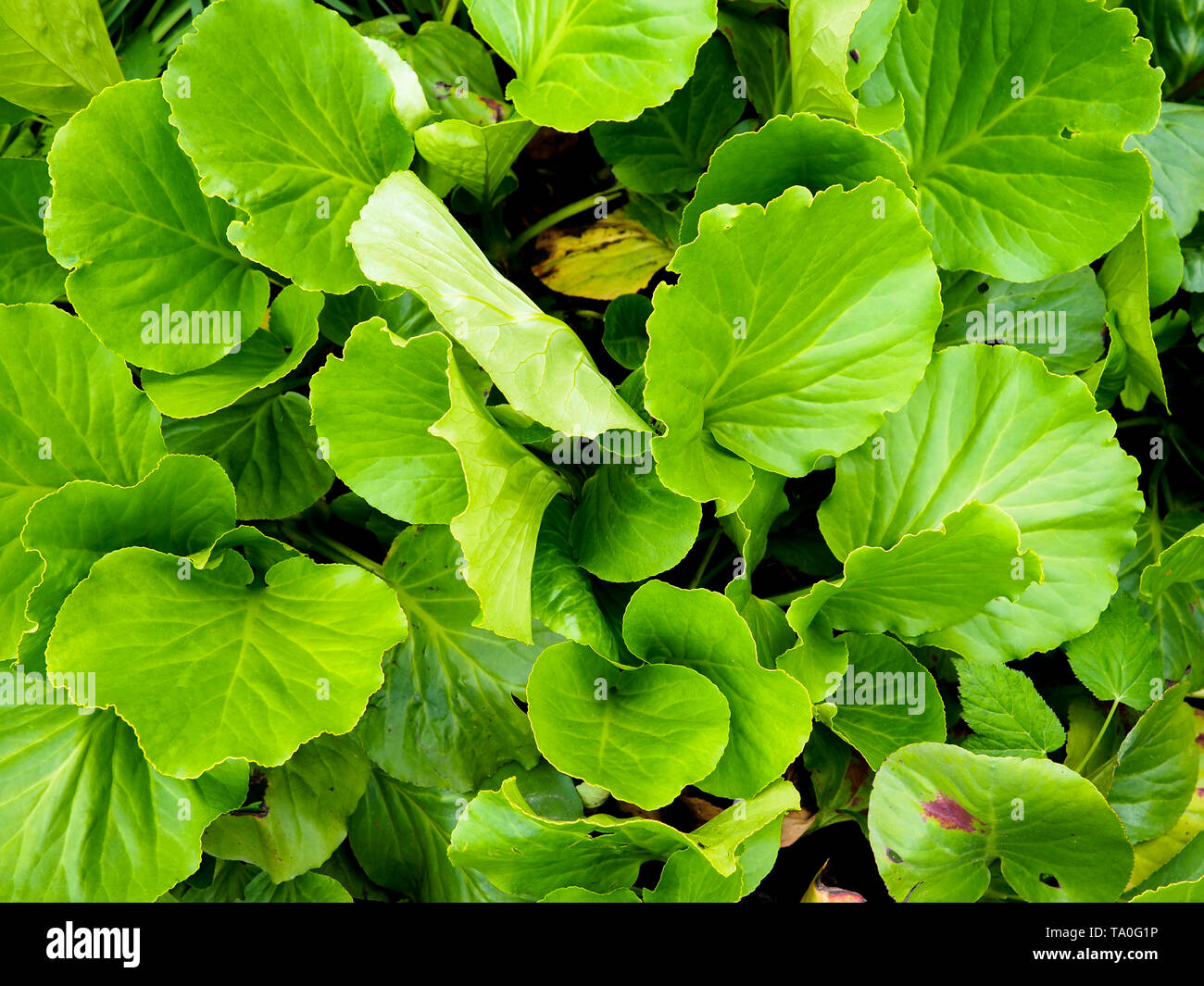 Nature background layout made hi-res stock photography and images - Alamy