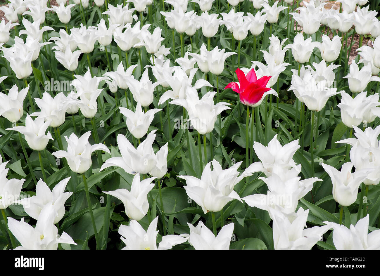 One red tulip in a sea of white tulips Stock Photo - Alamy