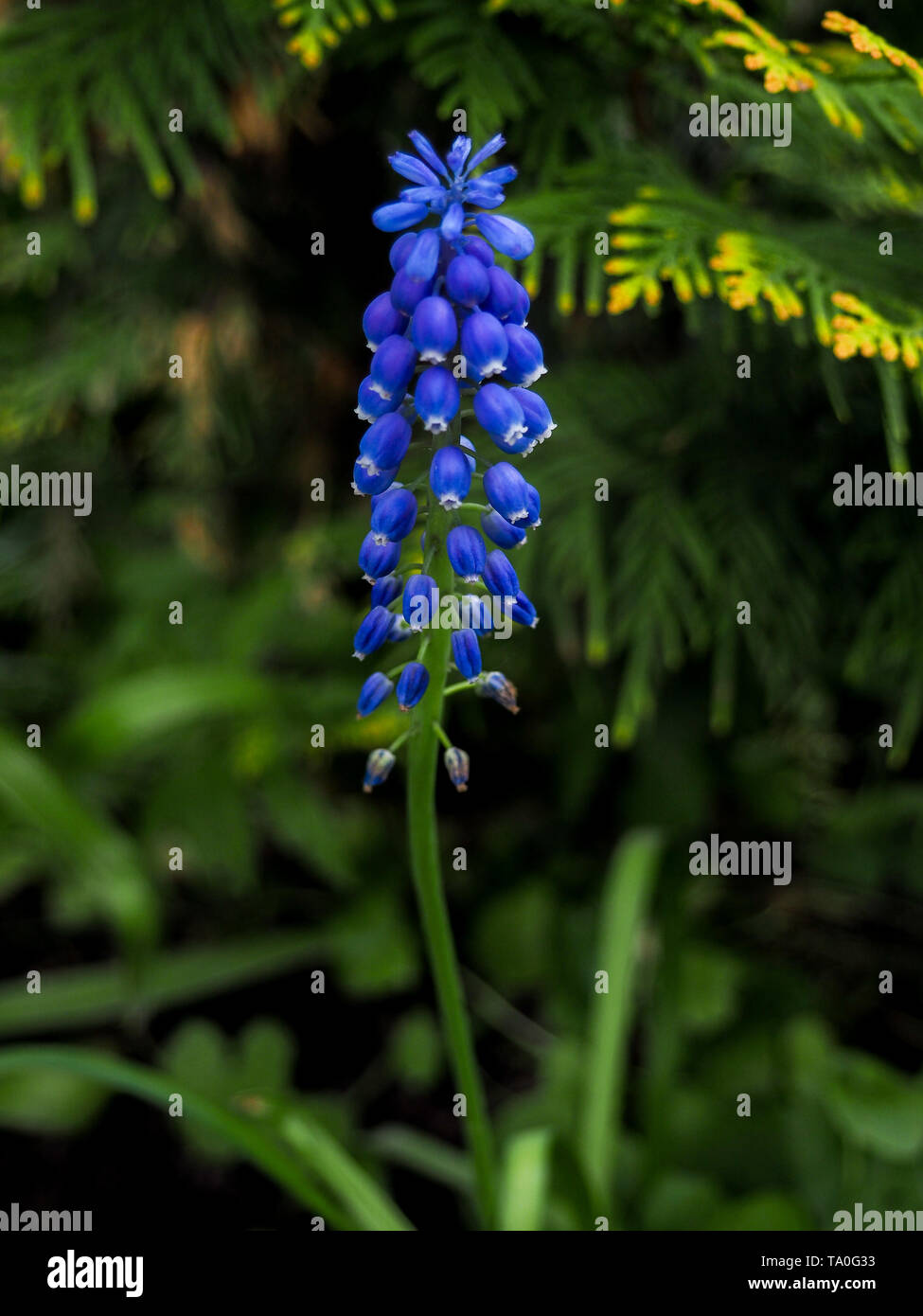 purple muscari Muscari Armeniacum Viola. Many muscari blue flowers in ...