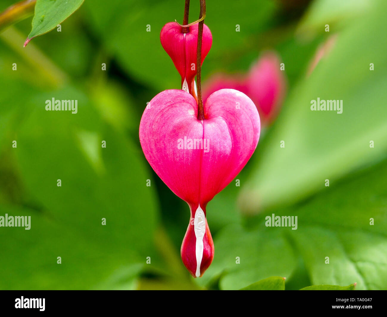 Bleeding heart flower hi-res stock photography and images - Alamy
