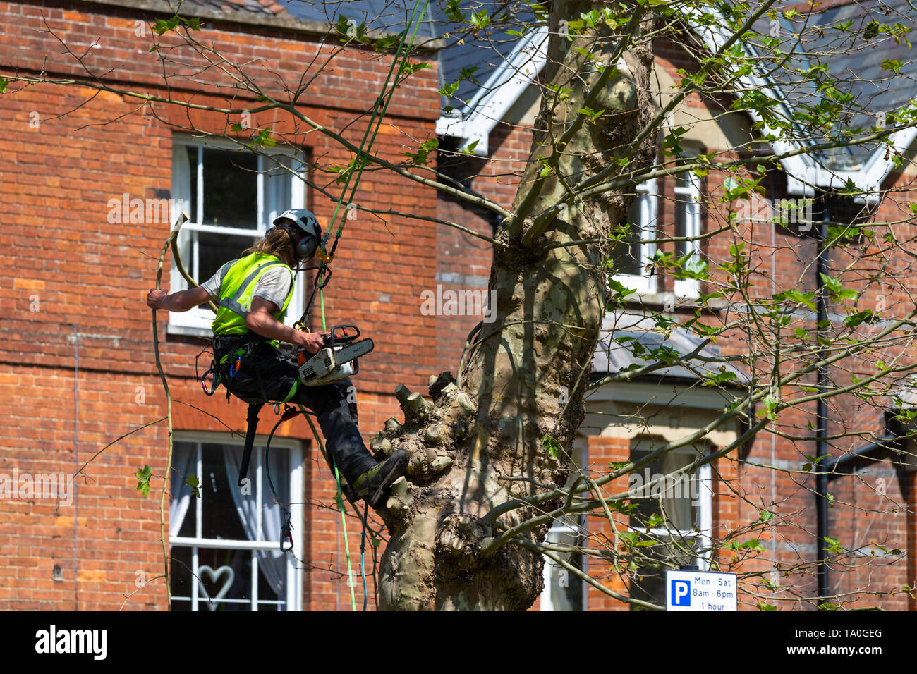 Tree surgeon working at height cutting branches with a chainsaw wearing ...