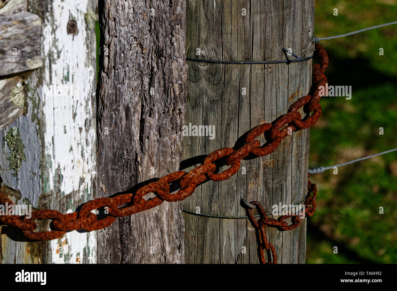 A reddish rusty chain wraps around a wooden fence post Stock Photo - Alamy