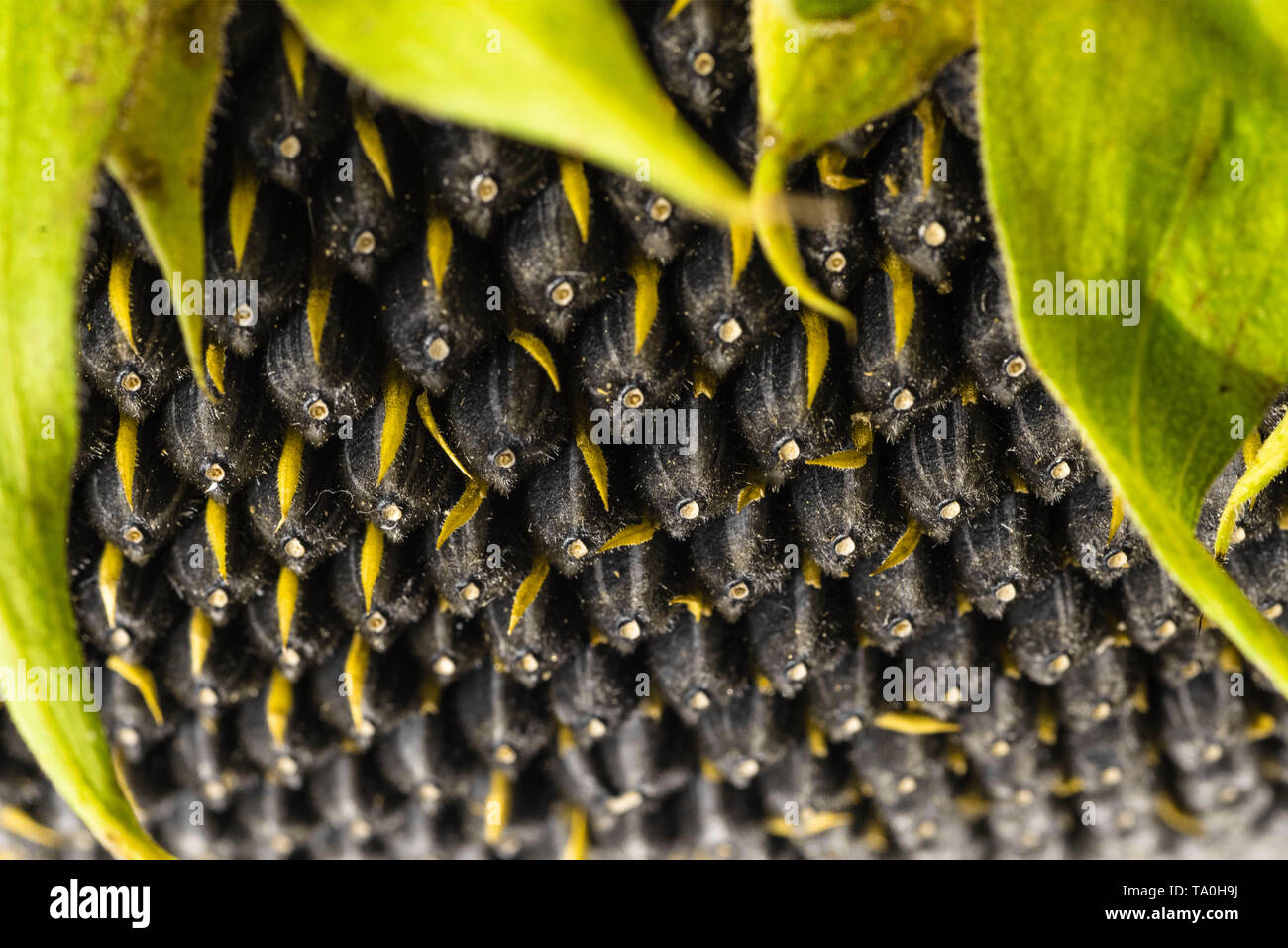 Sunflower seeds close up. Macro. Whole background.Sunflower close up ...