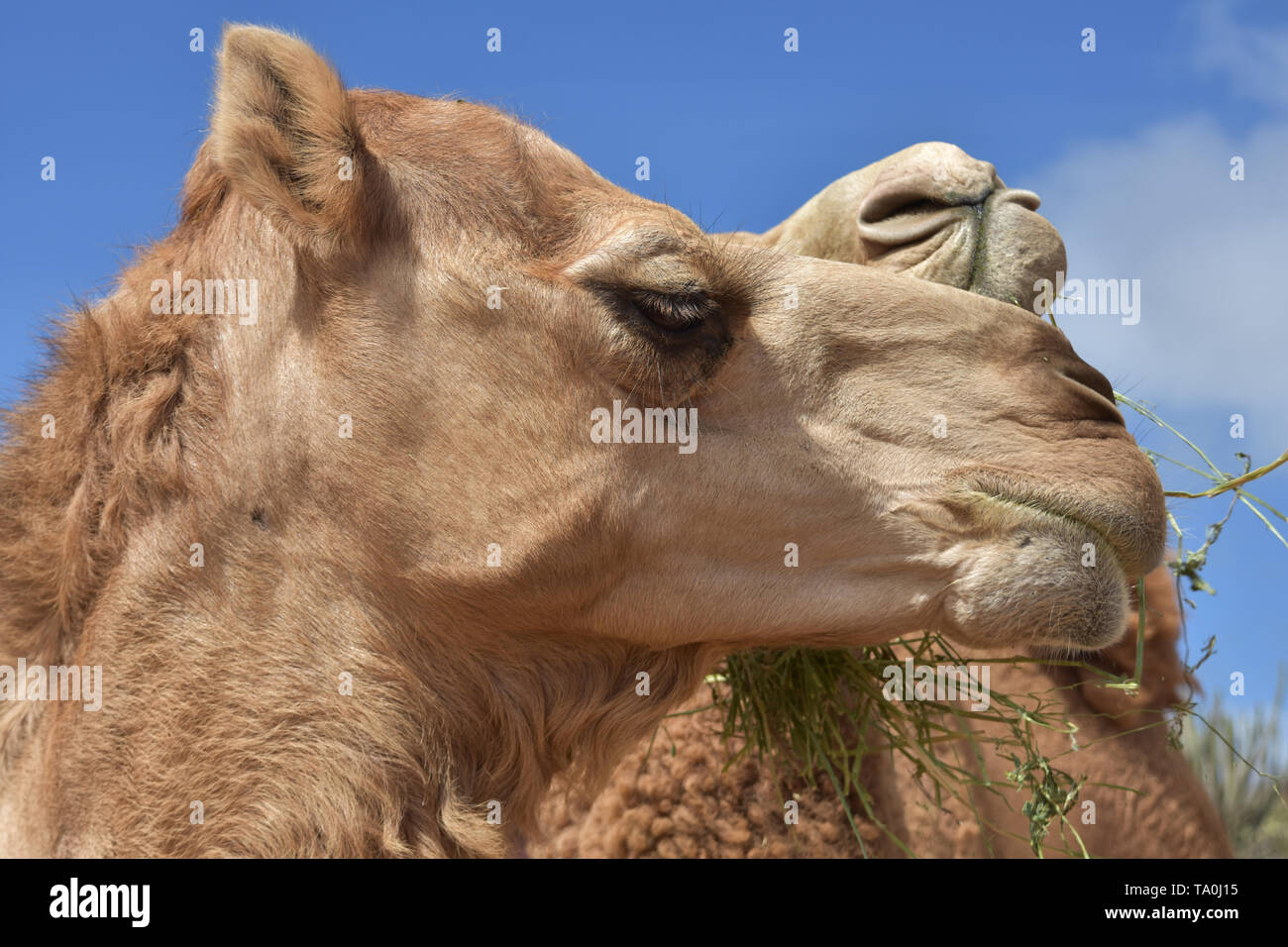 Up close look into the profile of a camel Stock Photo - Alamy