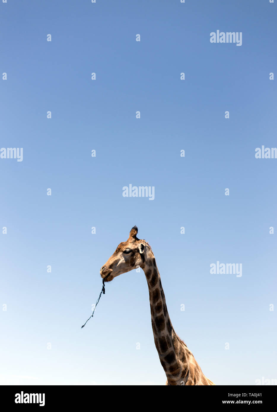 A giraffe eating a piece of plastic litter, demonstrating the dangers ... A giraffe eating a piece of plastic litter, demonstrating the dangers ...