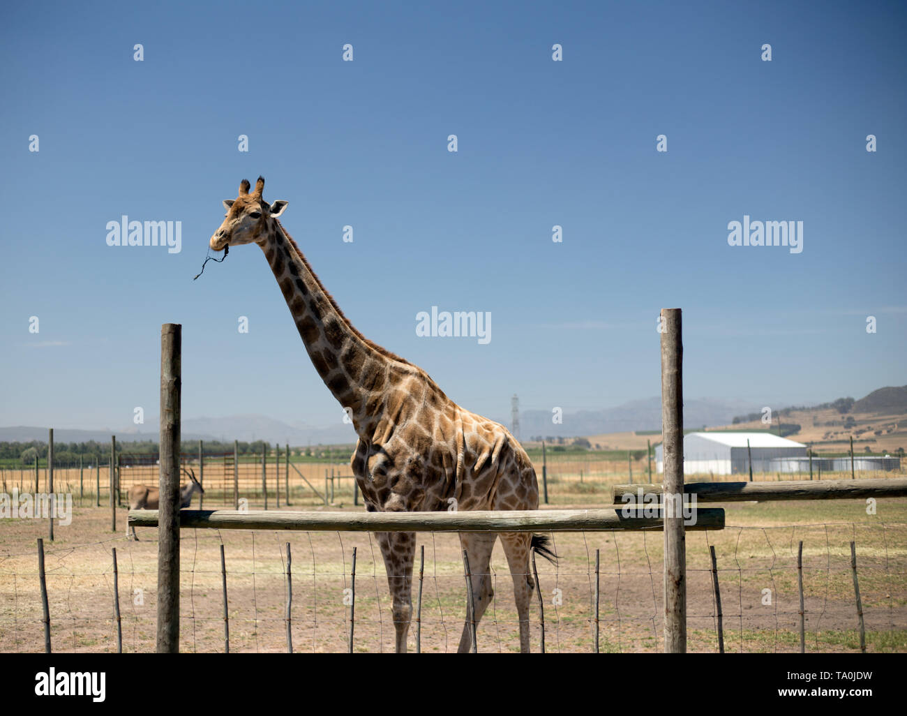 A giraffe eating a piece of plastic litter. Demonstrating the dangers ... A giraffe eating a piece of plastic litter. Demonstrating the dangers ...