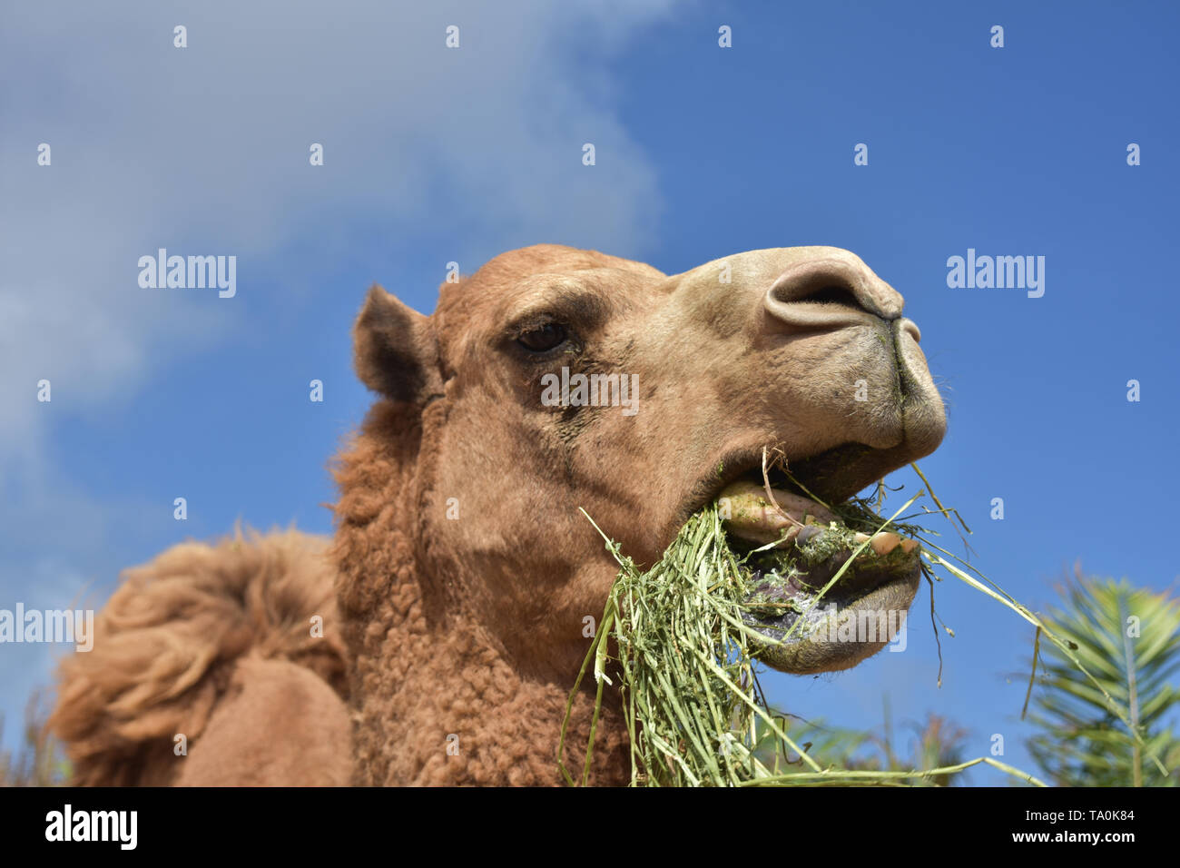 Camel chewing hi-res stock photography and images - Alamy